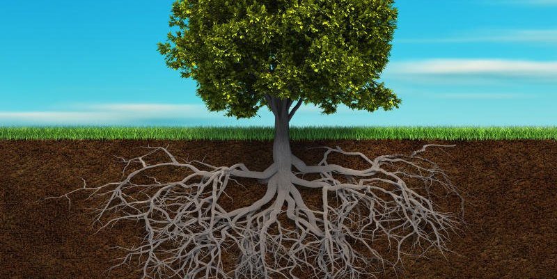 GROWING UP, GROWING DOWN | dreams and other mysteries